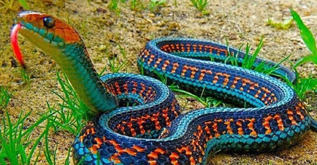 Serpiente Que Se Creía Extinta Por 78 Años Ha Vuelto A Aparecer En ...